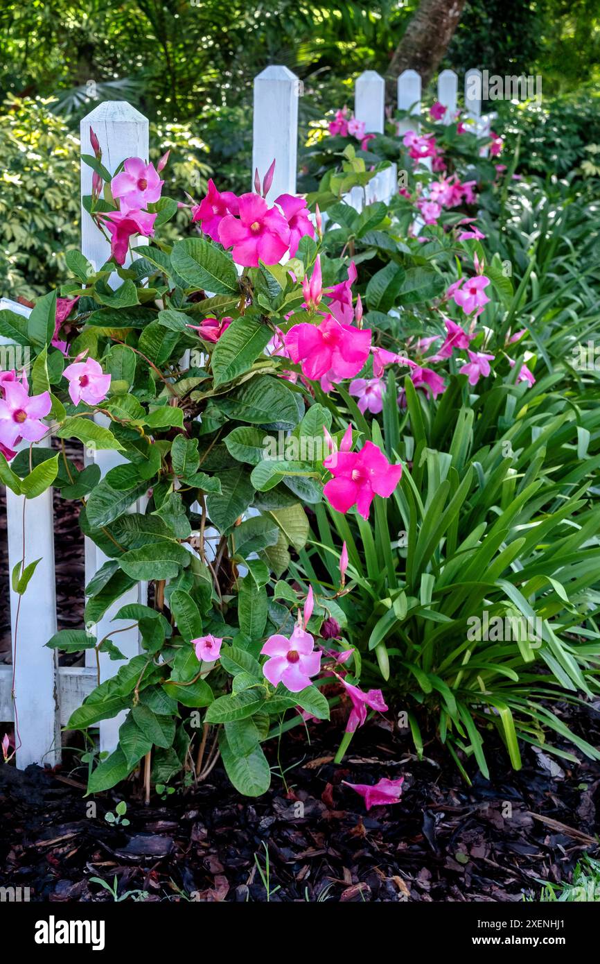 Pink Brazilian jasmine, mandevilla Stock Photo - Alamy