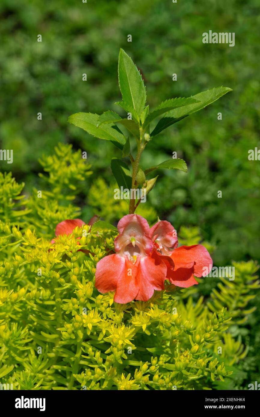 Orange Garden Balsam Stock Photo - Alamy