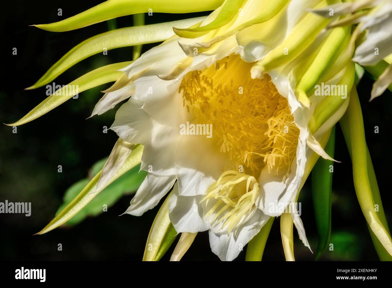 Night-blooming dragon fruit plant Stock Photo - Alamy