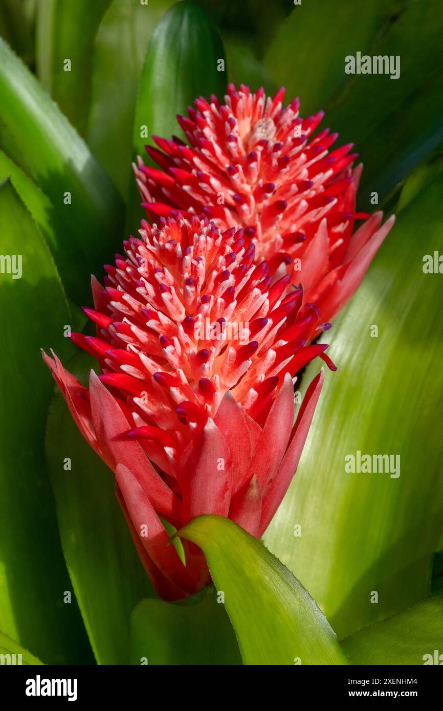 Flaming torch bromeliad flower hi-res stock photography and images - Alamy