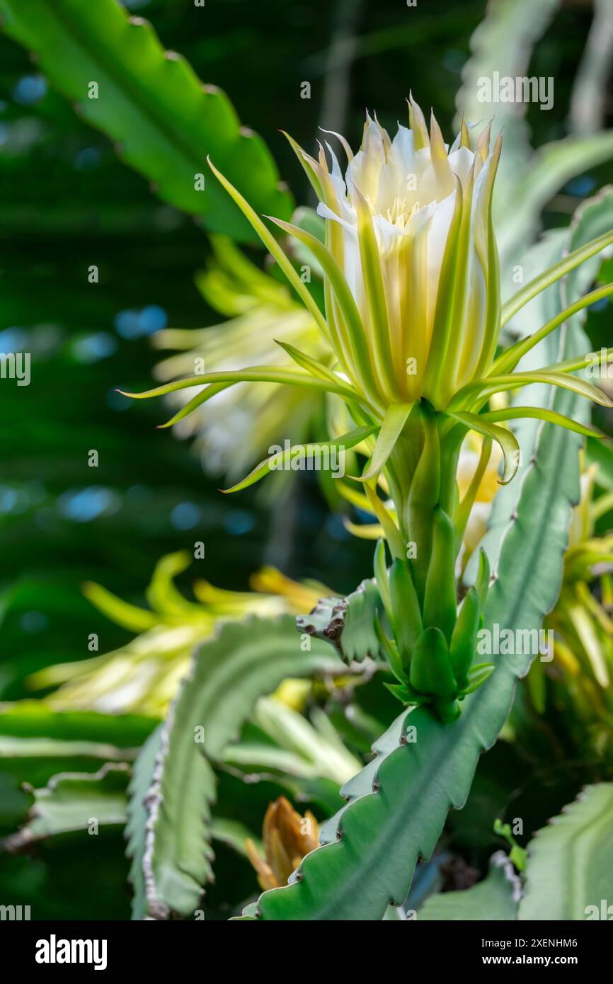 Night-blooming dragon fruit plant Stock Photo - Alamy