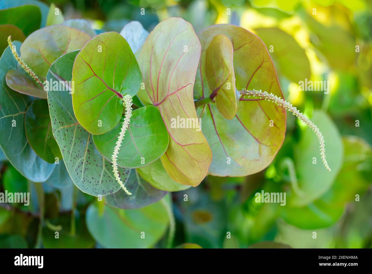 Flowering sea grape Stock Photo - Alamy