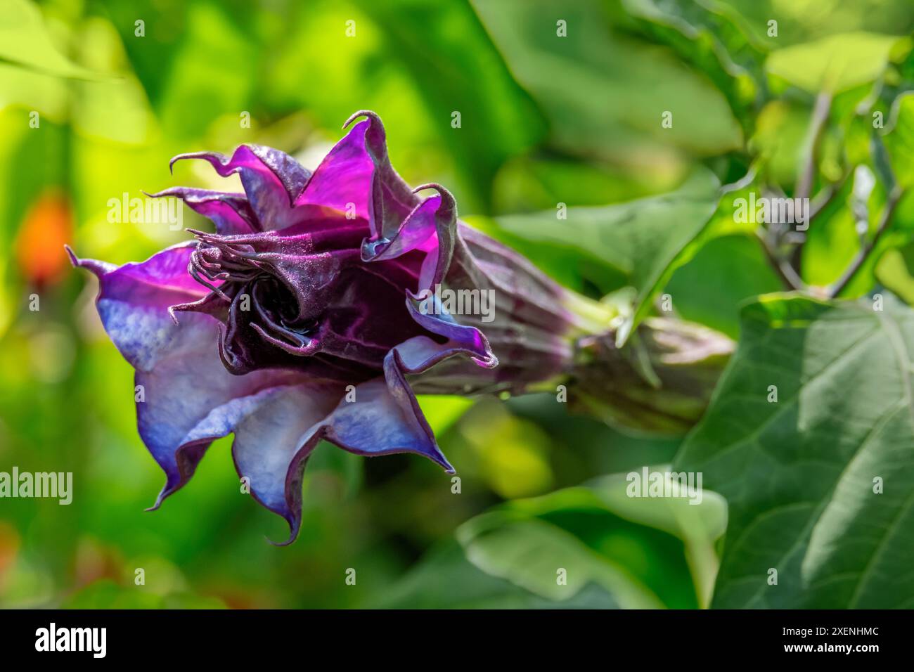 Purple trumpet weed hi-res stock photography and images - Alamy