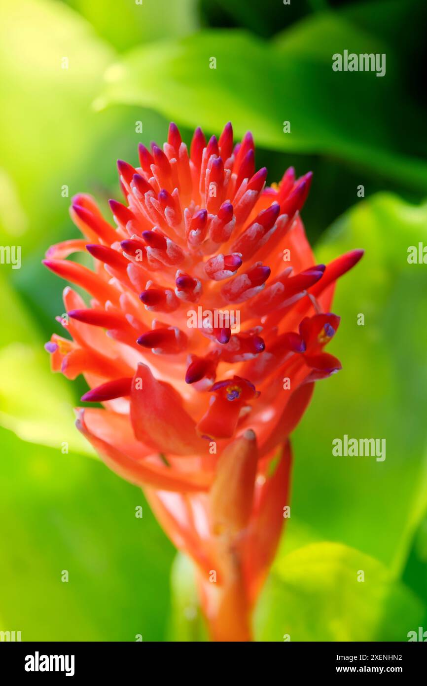 Flaming torch bromeliad flower hi-res stock photography and images - Alamy
