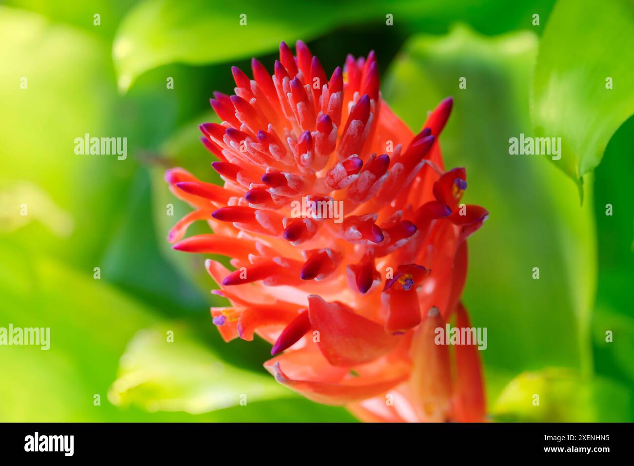 Flaming torch bromeliad flower hi-res stock photography and images - Alamy