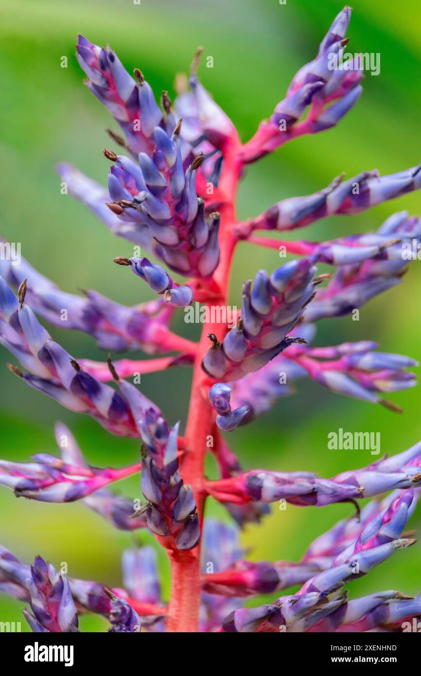 Aechmea bracteata hi-res stock photography and images - Alamy