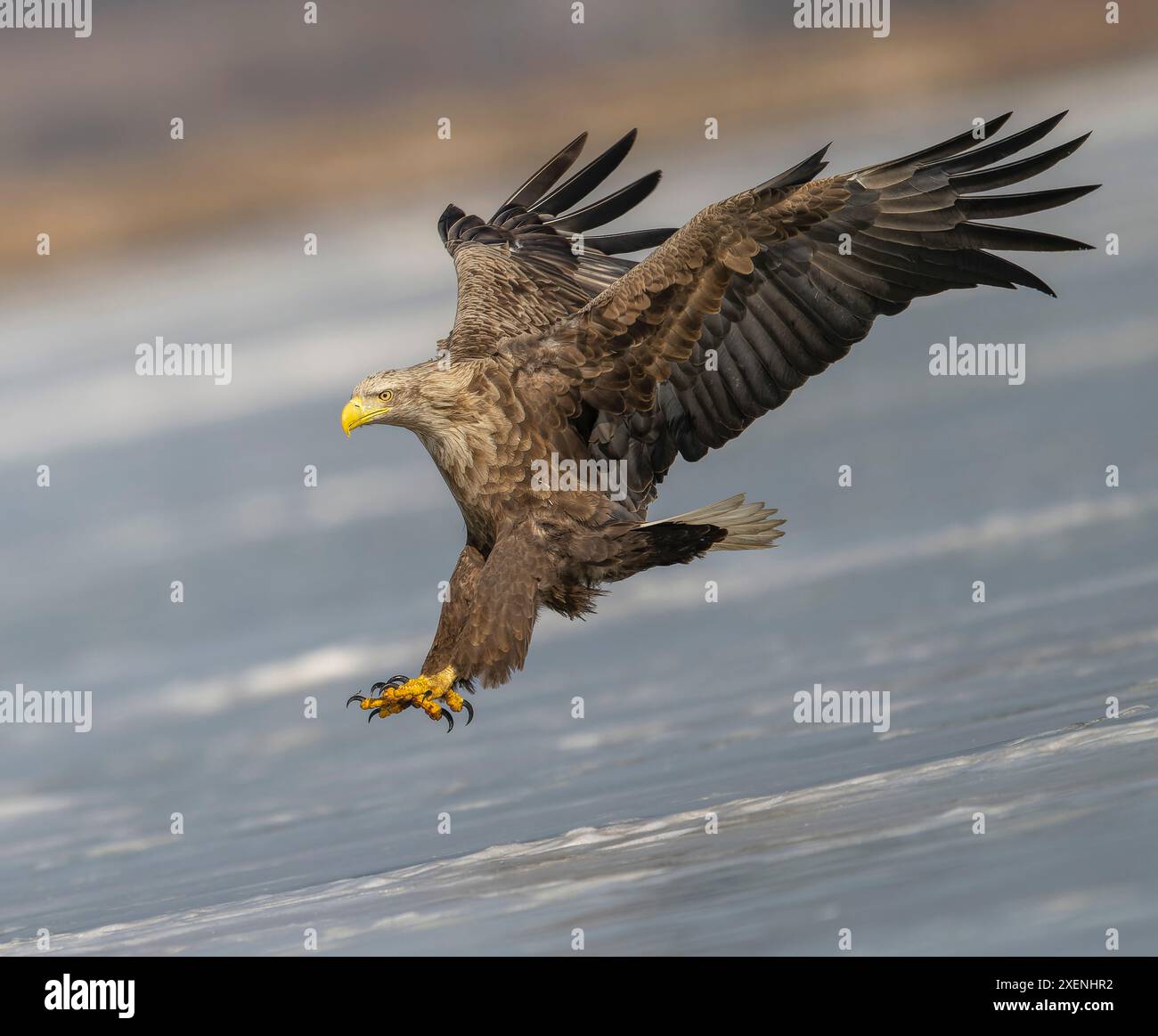 Flying white-tailed eagle, tiger among birds, Hunchun, Jilin, China ...