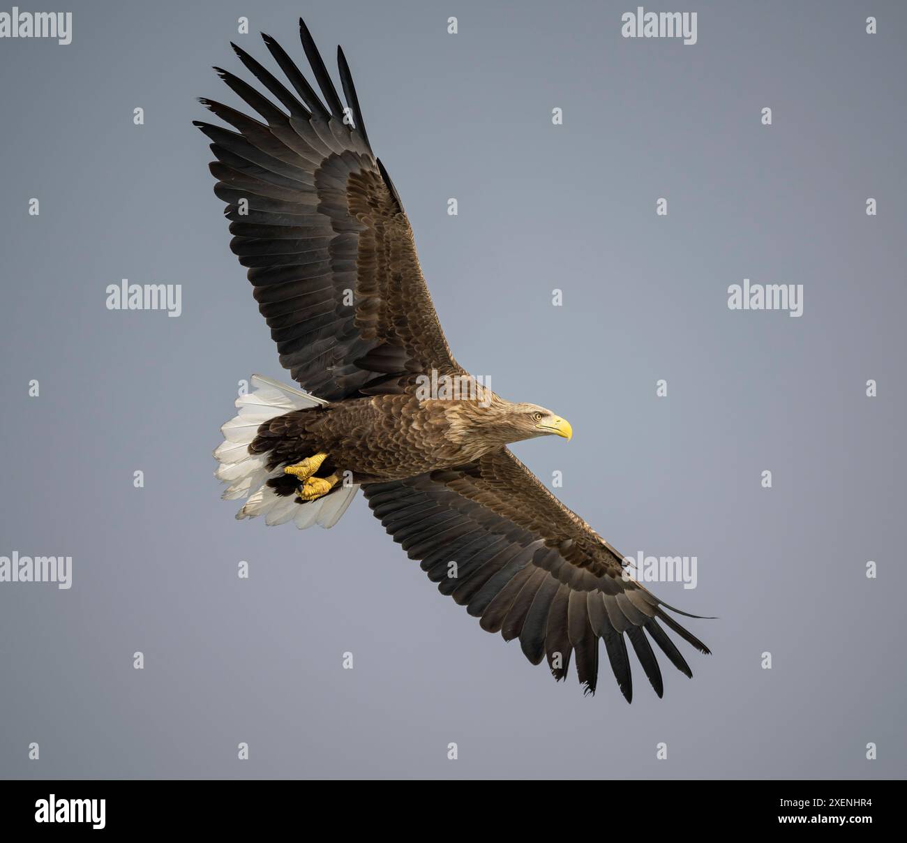 Flying white tailed eagle, tiger among birds, Hunchun, Jilin, China ...
