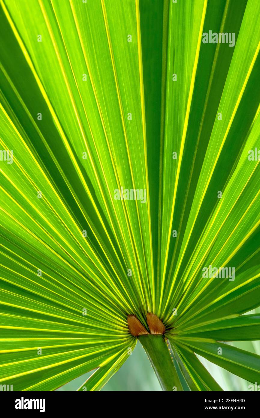Saw Palmetto leaf Stock Photo - Alamy