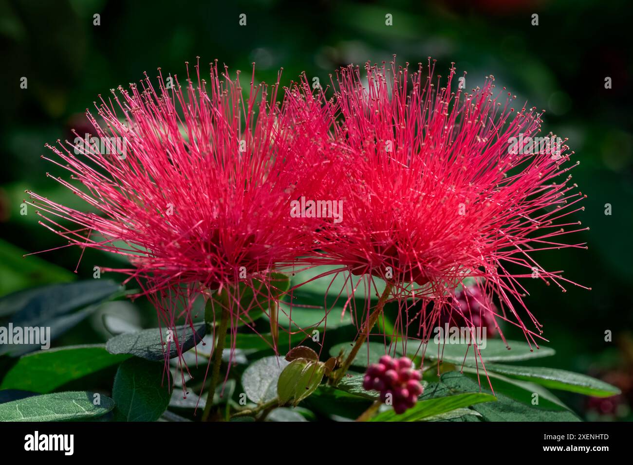 Red Powderpuff flower Stock Photo - Alamy