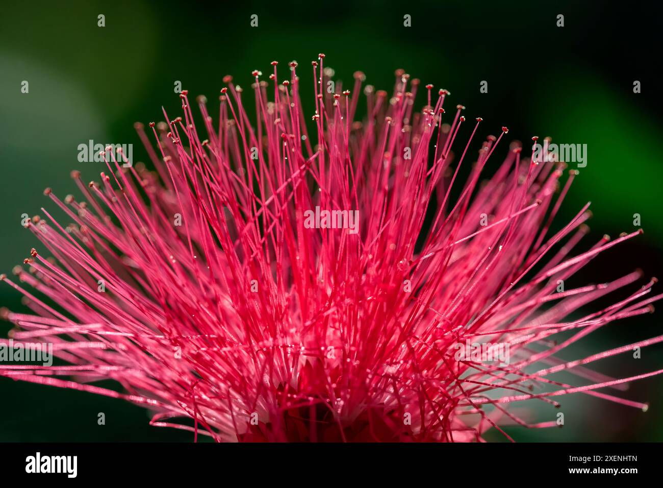 Powderpuff shrub hi-res stock photography and images - Alamy