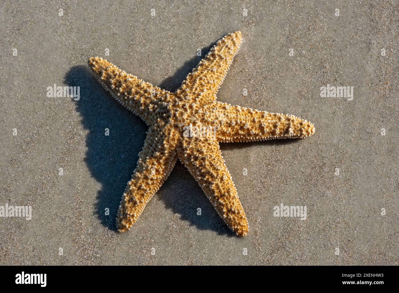 Giant sea star on the beach Stock Photo - Alamy