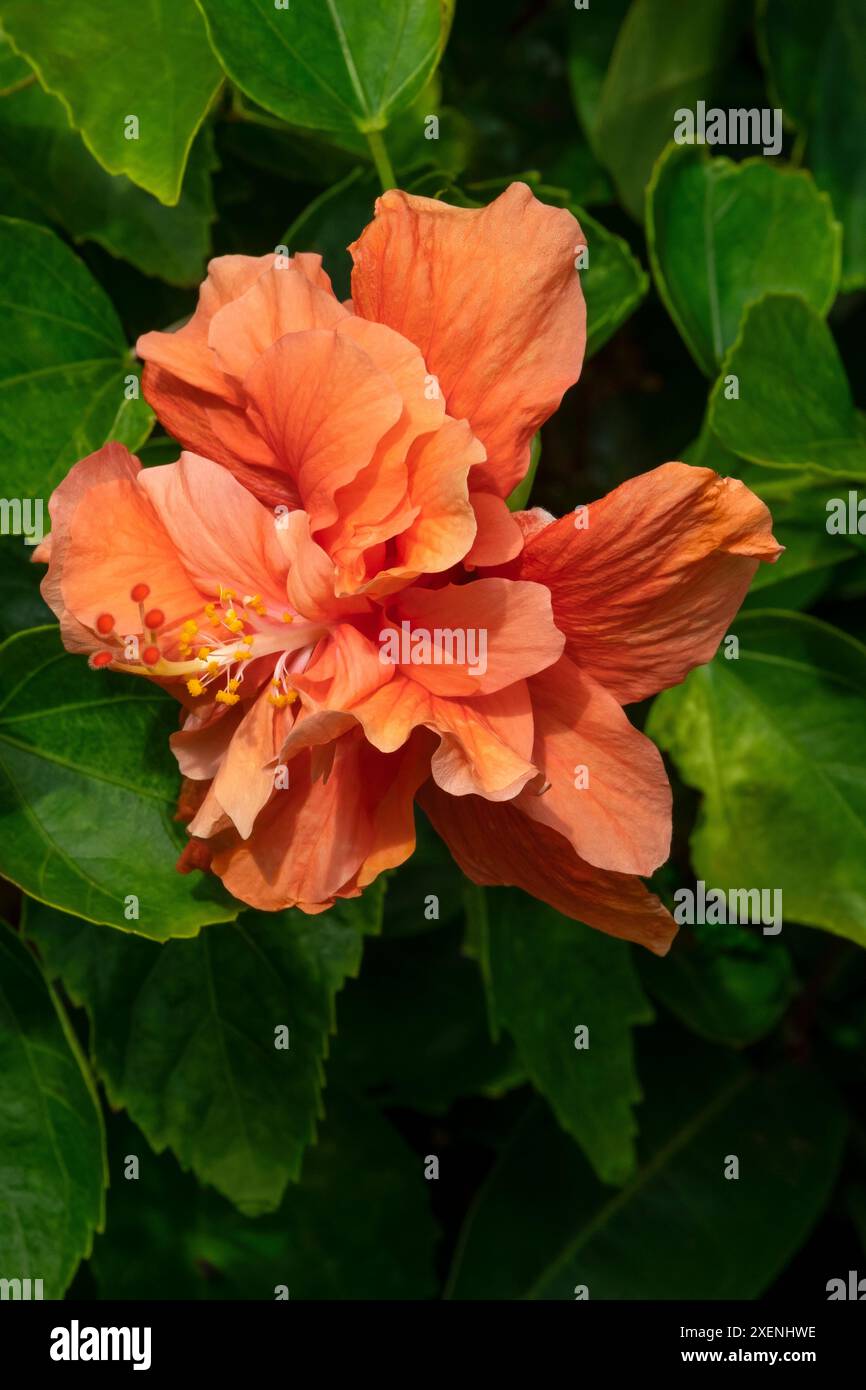 Orange double ruffled Chinese hibiscus Stock Photo - Alamy