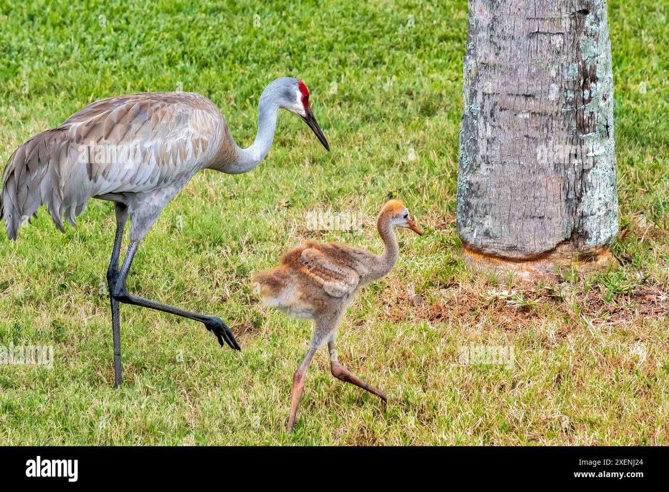 Crane mother hi-res stock photography and images - Alamy