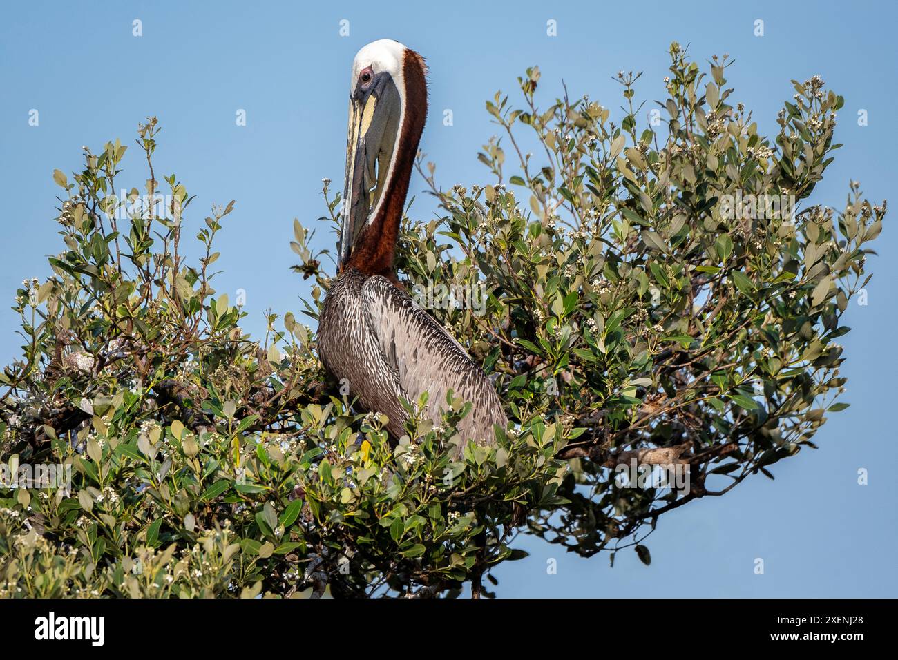 Pelican in mangrove tree hi-res stock photography and images - Alamy