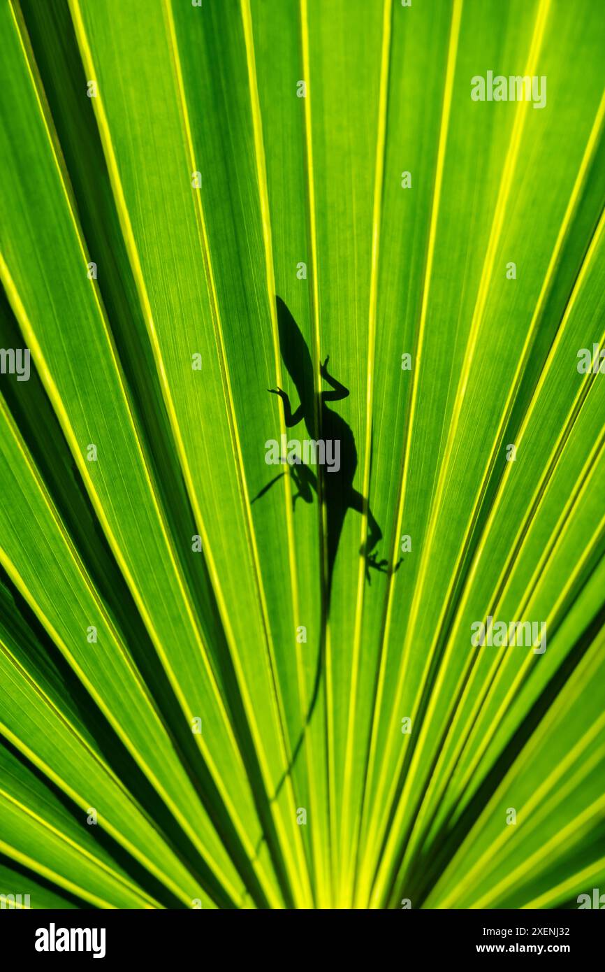 Lizard's shadow on saw palmetto frond Stock Photo - Alamy