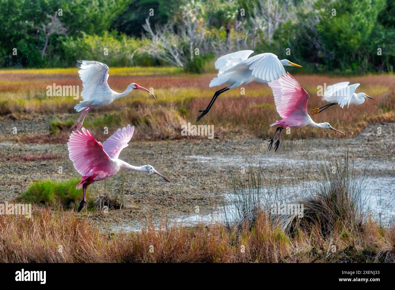 Roseate spoonbills great egrets hi-res stock photography and images - Alamy