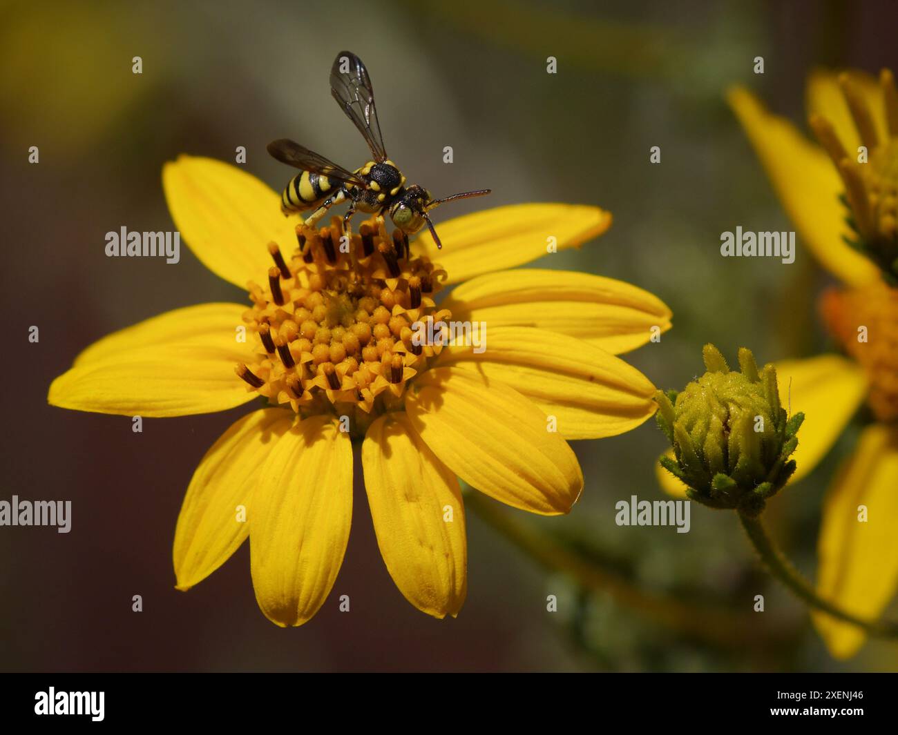 Nomada bee on San Diego Viguiera (also known as tornleaf goldeneye ...