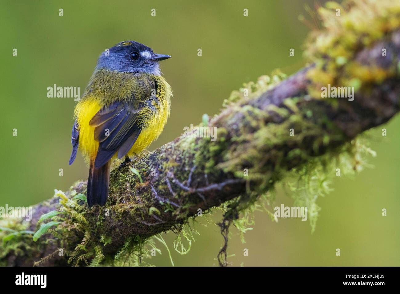 Ornate flycatcher, cloud forest, Andes, Ecuador Stock Photo - Alamy