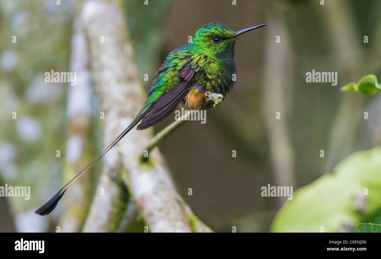 Booted racket-tail hummingbird at rest in the cloud forest habitat of ...