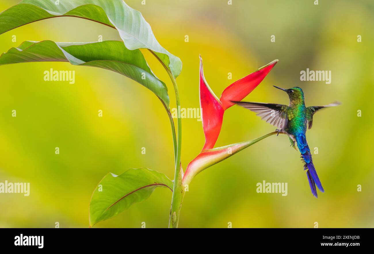 Violet-tailed sylph, a vividly stunning hummingbird alighting on a ...