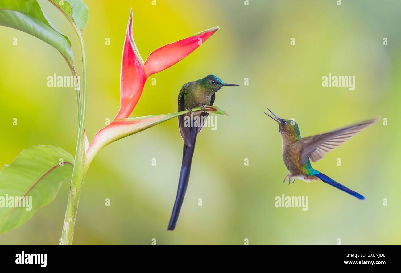 Violet-tailed sylph, a vividly stunning hummingbird approaching ...