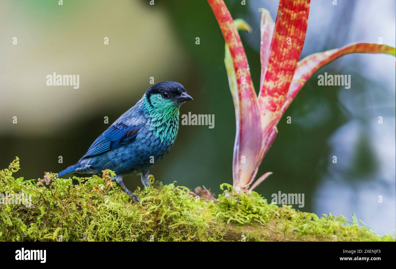 Black-capped tanager at home in the cloud forest habitat of Ecuador ...