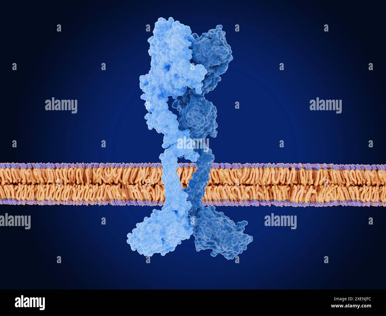 Human epidermal growth factor receptor 3 hi-res stock photography and images - Alamy
