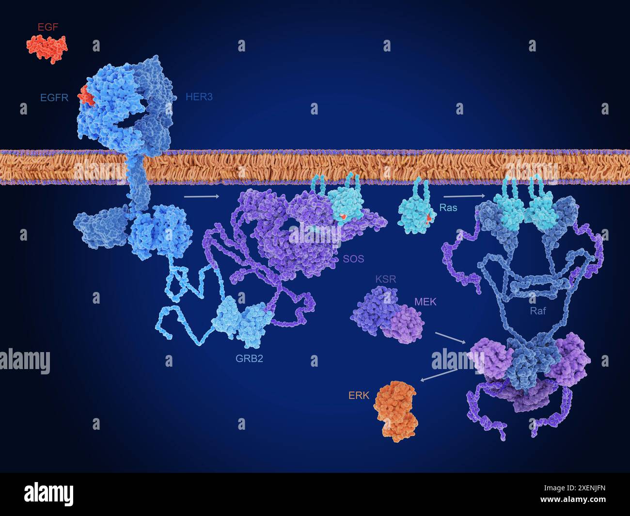 Signal transduction pathway hi-res stock photography and images - Alamy
