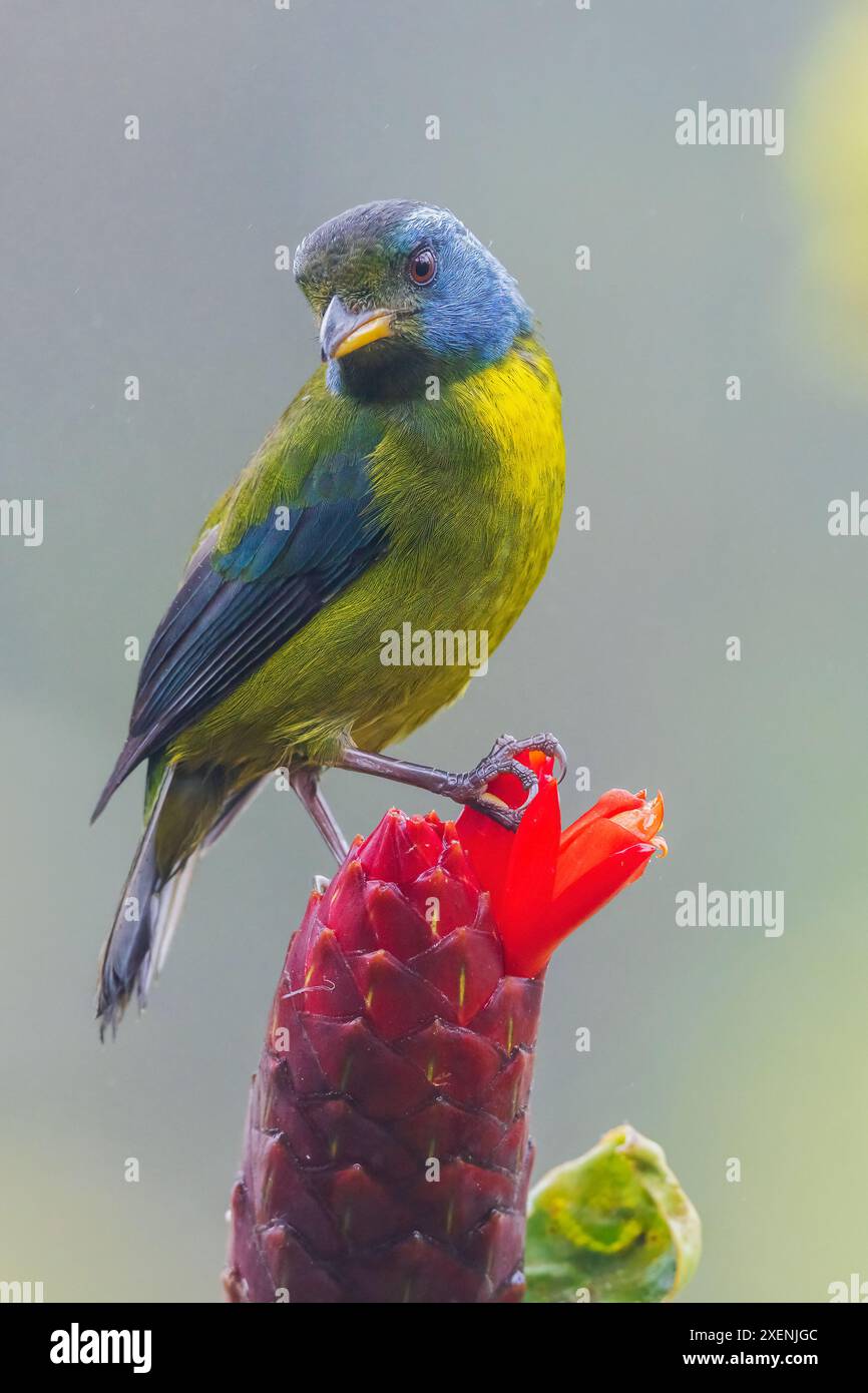 Moss backed tanager bangsia edwardsi hi-res stock photography and ...