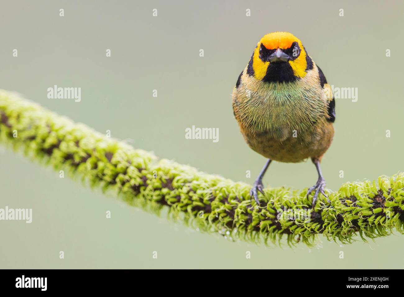 Flame-faced tanager, living in the endangered Choco Forest of Ecuador ...
