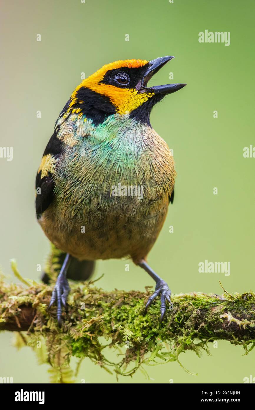 Flame-faced tanager, living in the endangered Choco Forest of Ecuador ...