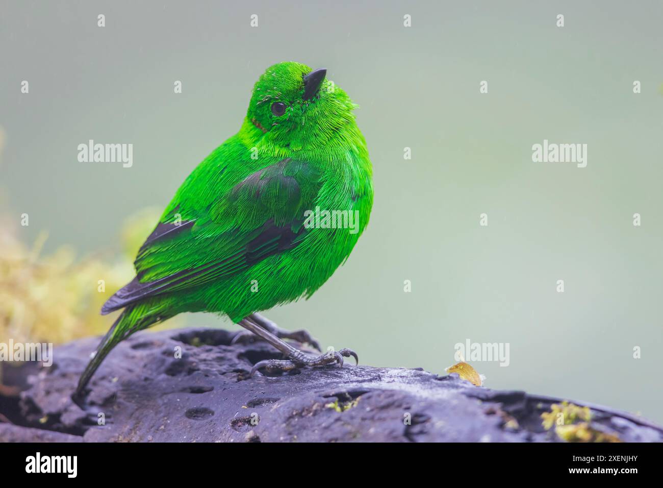 Glistening-green tanager at home in the endangered Choco Forest of ...