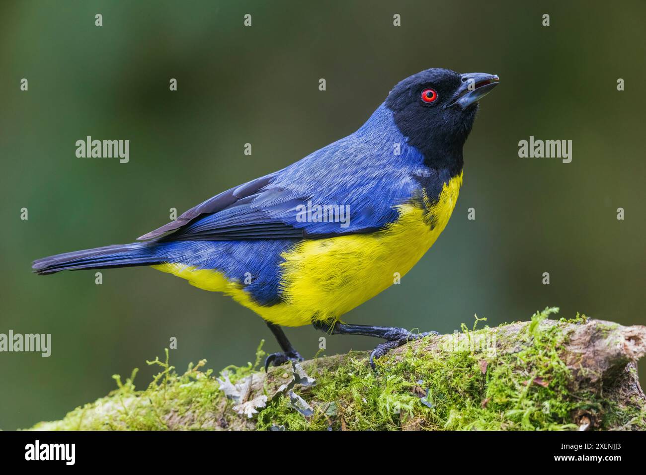 Hooded mountain tanager, cloud forest of Ecuador, South America Stock ...