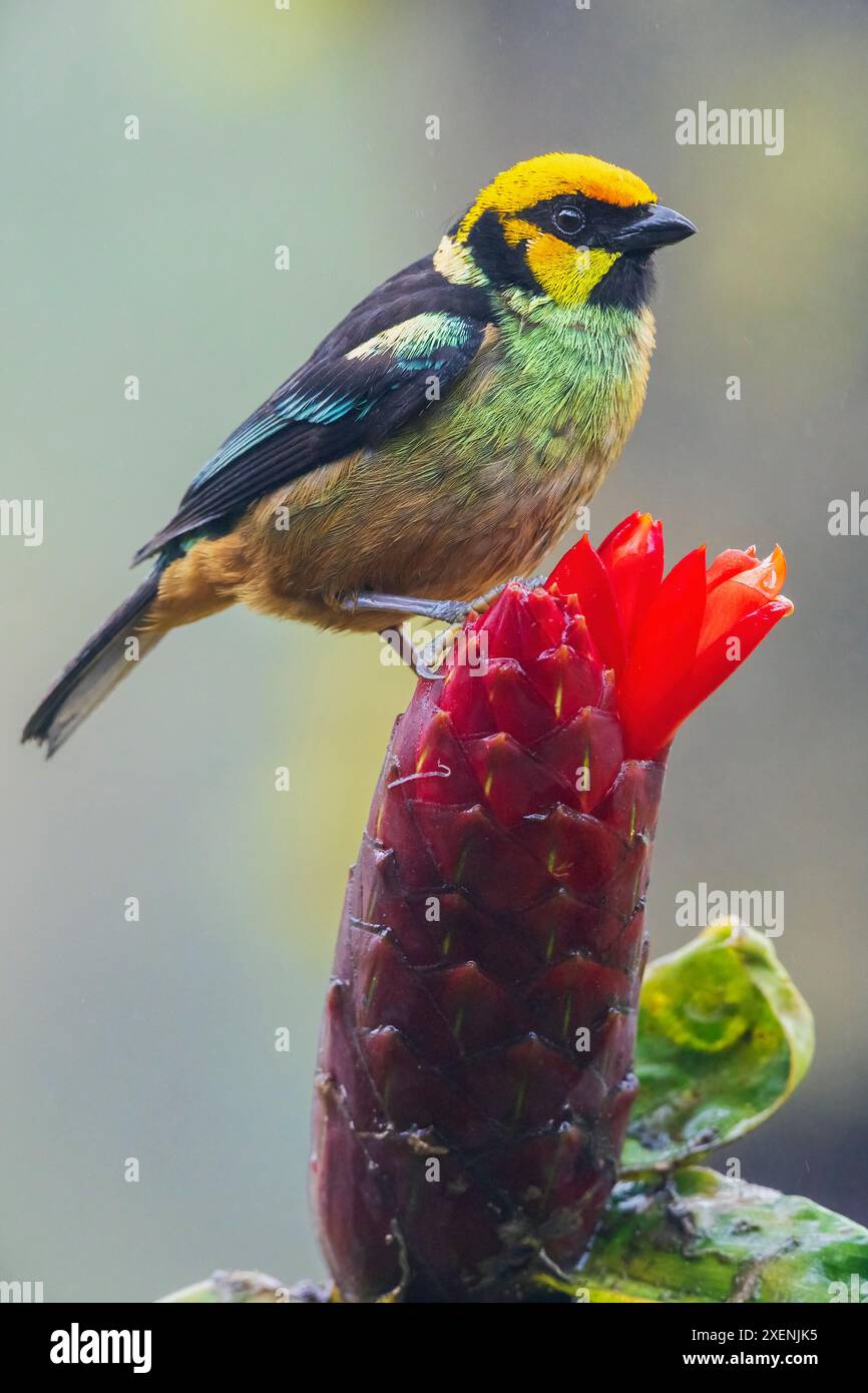Flame-faced tanager, Choco Forest of Ecuador Stock Photo - Alamy
