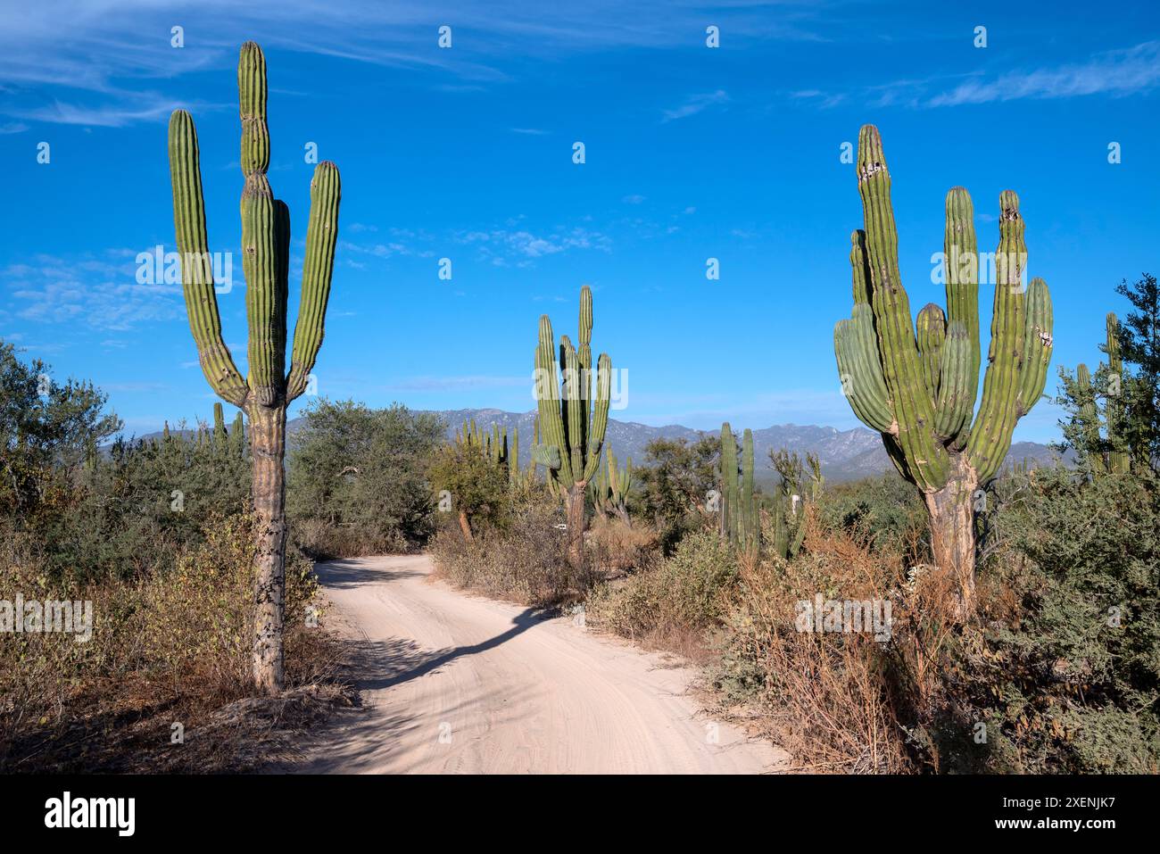 Mexico, Baja California Sur. La Ventana, trail through the cardon ...
