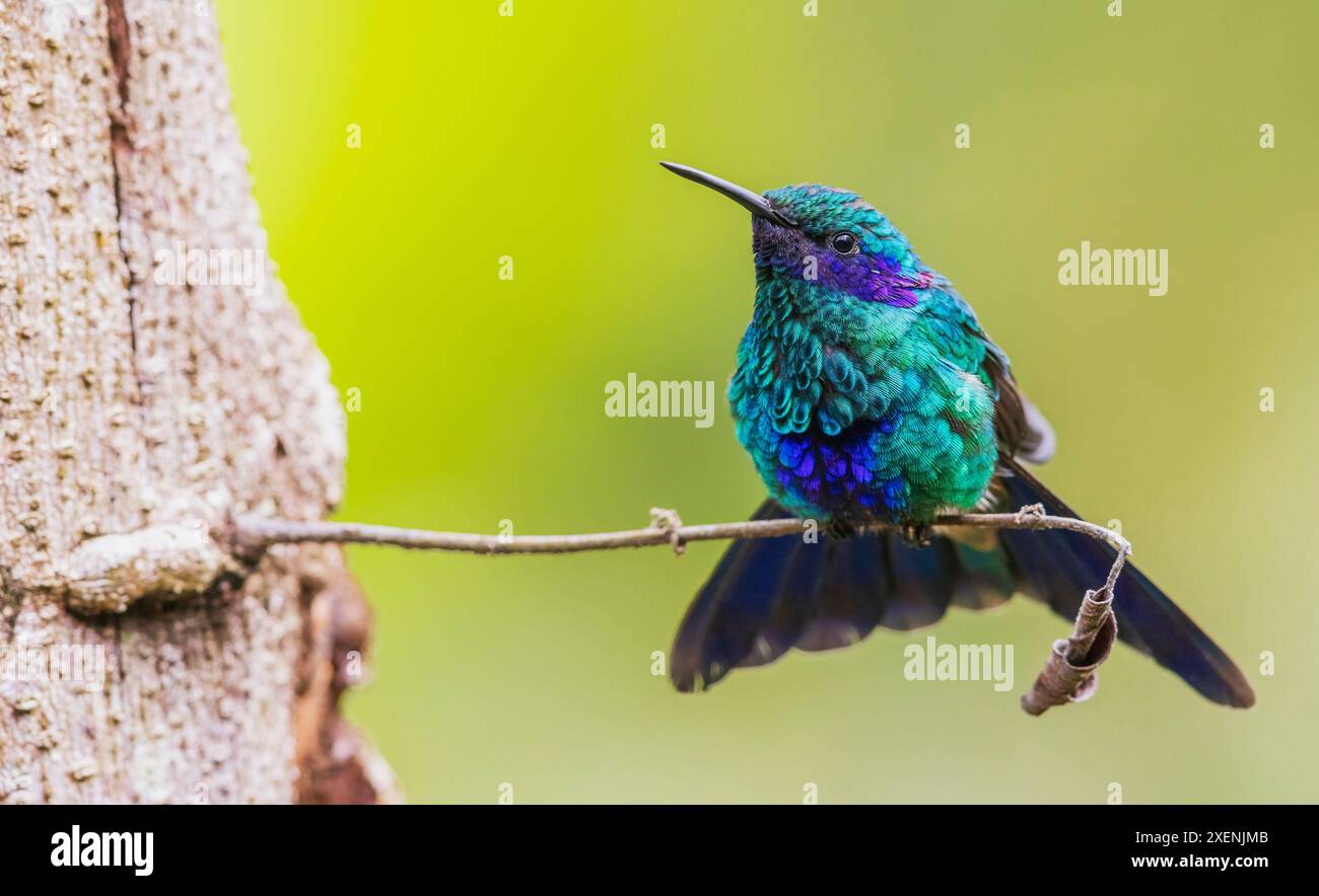 Sparkling violetear hummingbird, territory display in northern Peru ...