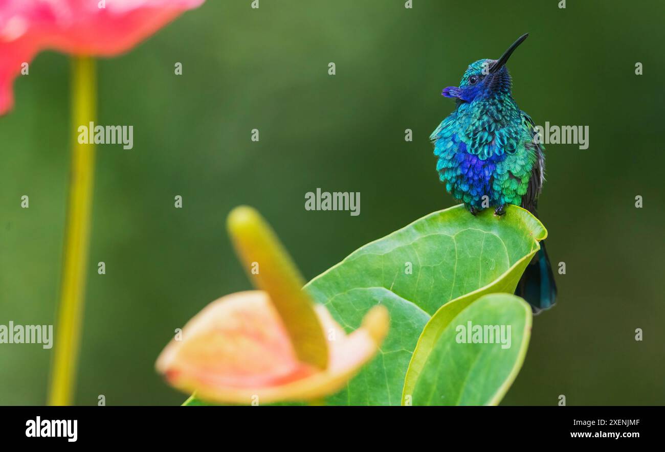 Sparkling violetear hummingbird, territory display in northern Peru ...