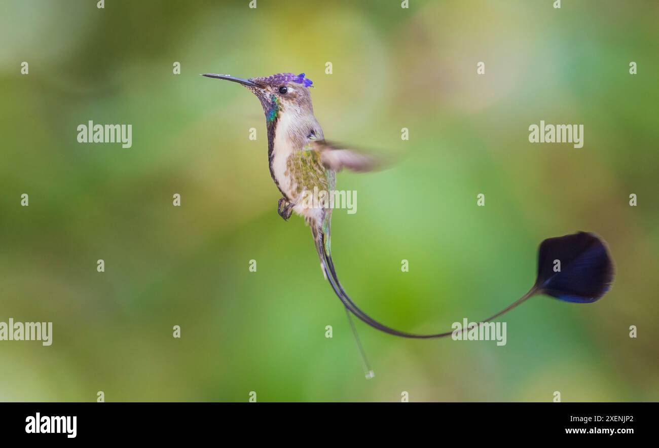 Marvelous spatulation hummingbird in flight in northern Peru Stock ...