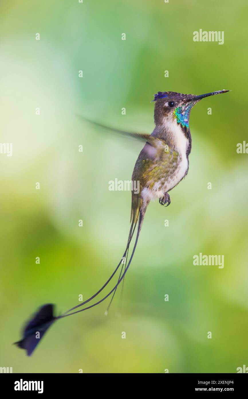 Marvelous spatulation hummingbird in flight in northern Peru Stock ...