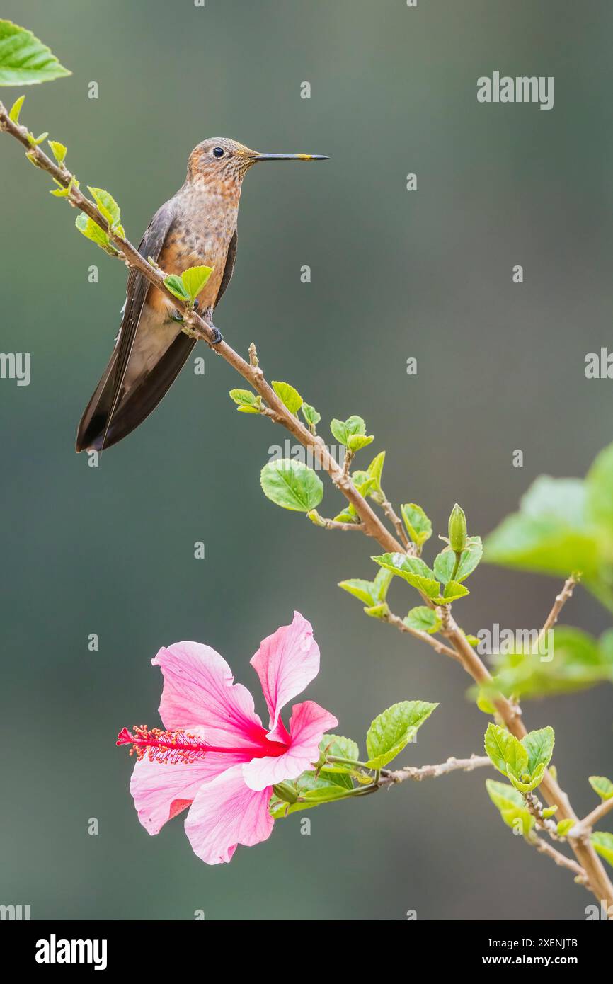 Giant hummingbird striking a pose on a flowery perch near Machu Pichu, Peru Stock Photo - Alamy