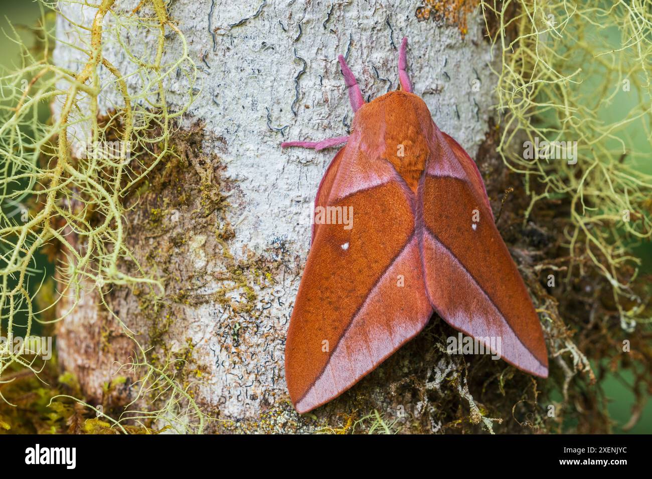 Orange Moth with heart shape white markings on its wings, forest of ...