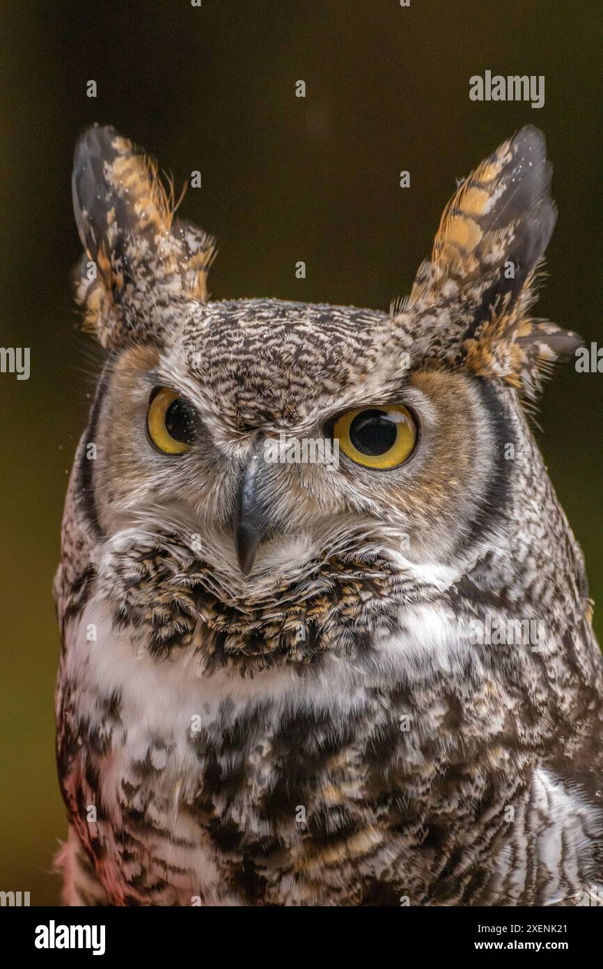 USA, Alaska, Sitka, Alaska Raptor Center. Captive Red-tailed hawk close ...