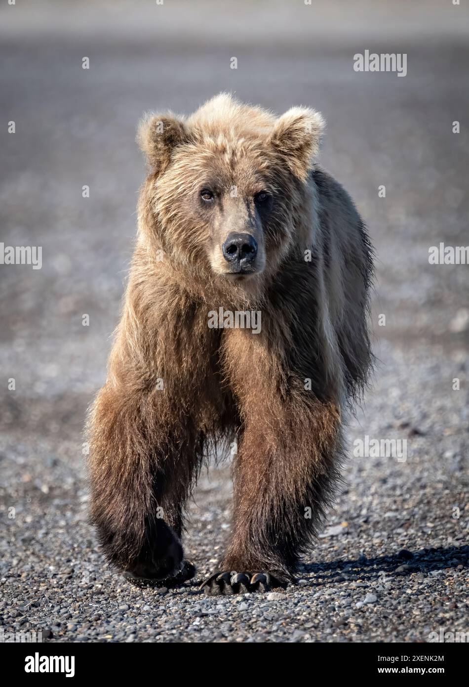 Brown bear heads for the photographers Stock Photo - Alamy