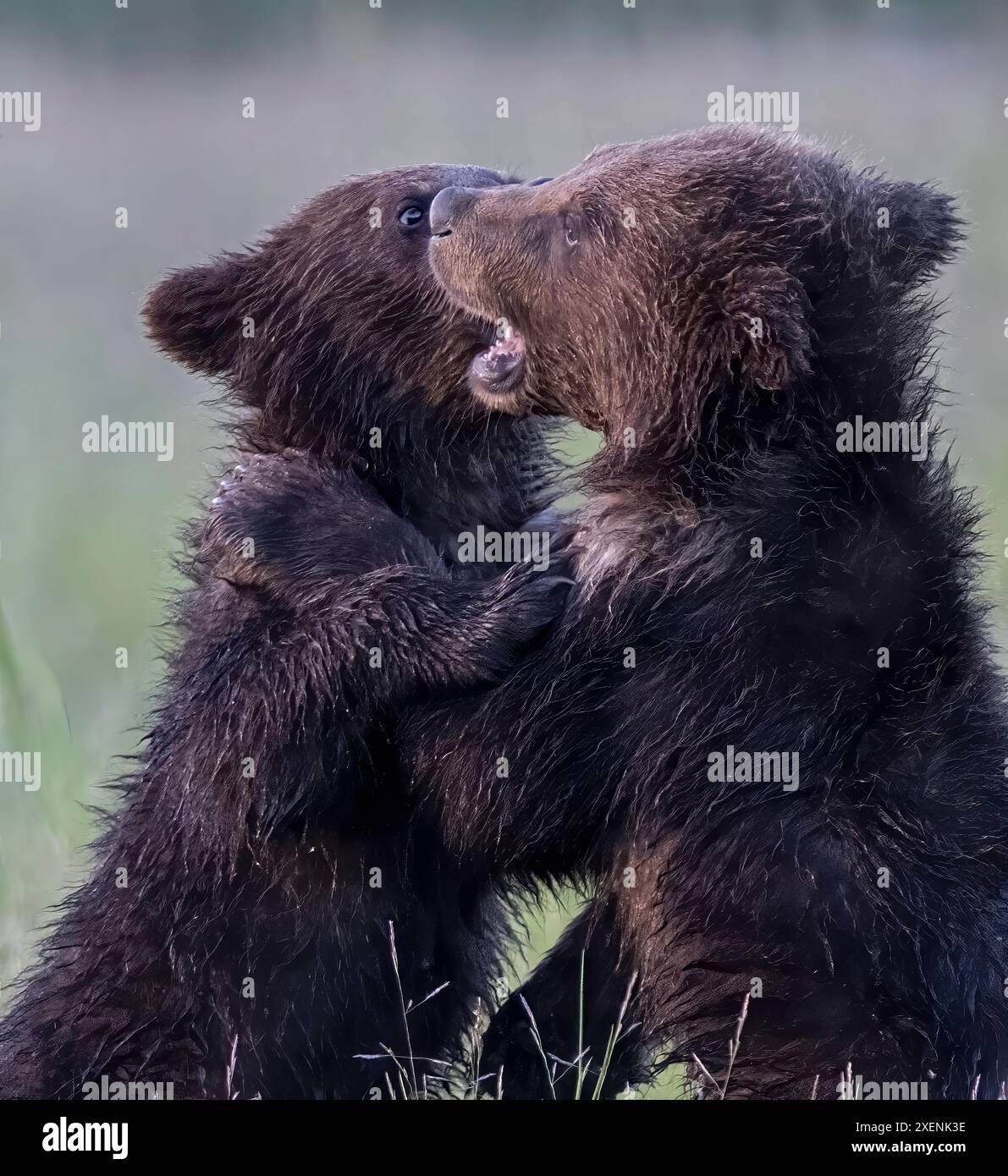 Ursus arcto fighting hi-res stock photography and images - Alamy