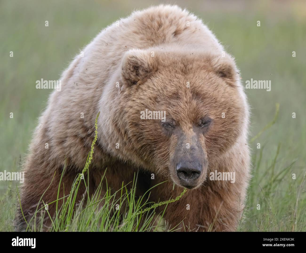 Huge brown bear in hi-res stock photography and images - Alamy