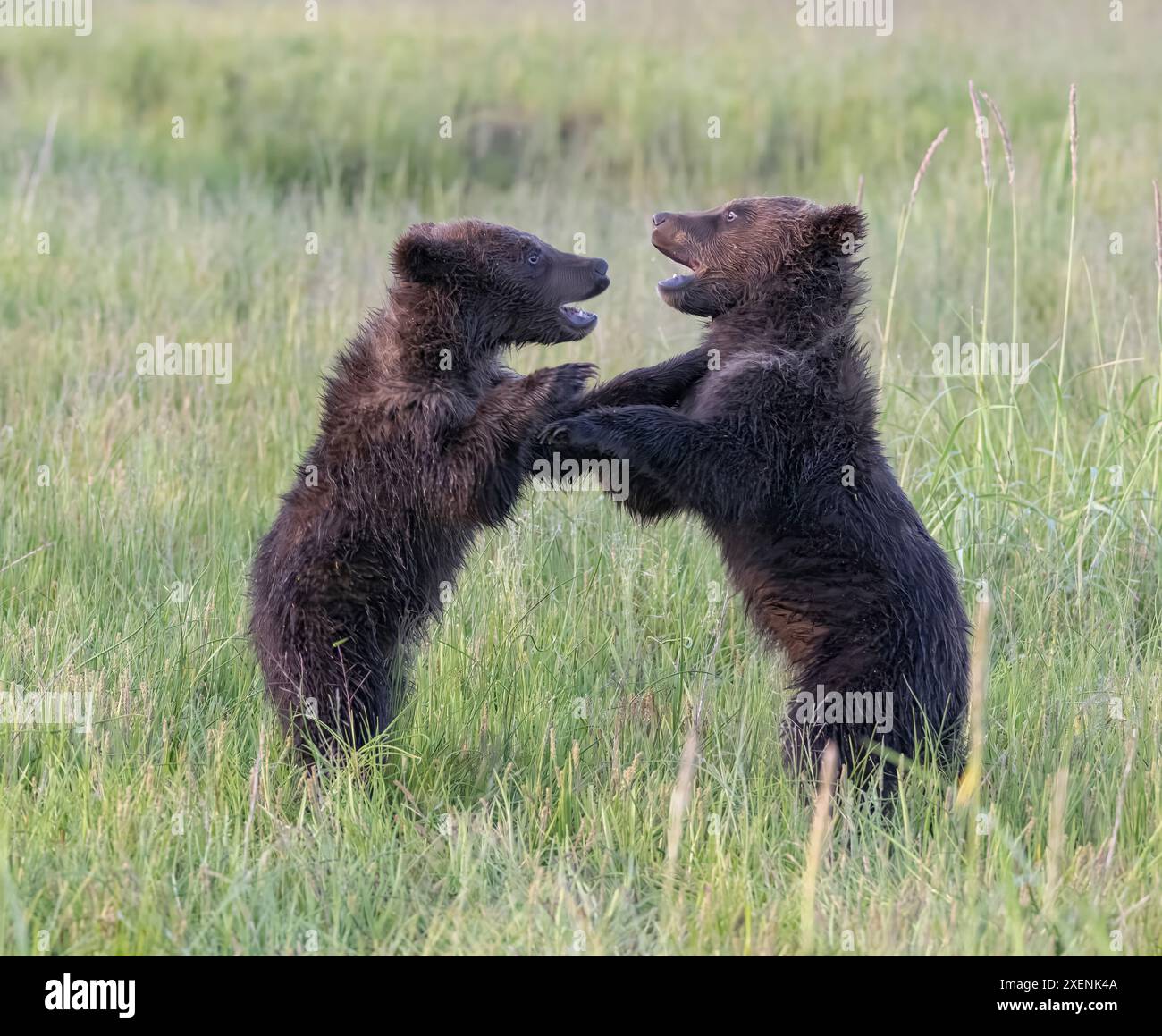 Bear cubs play fighting Stock Photo - Alamy