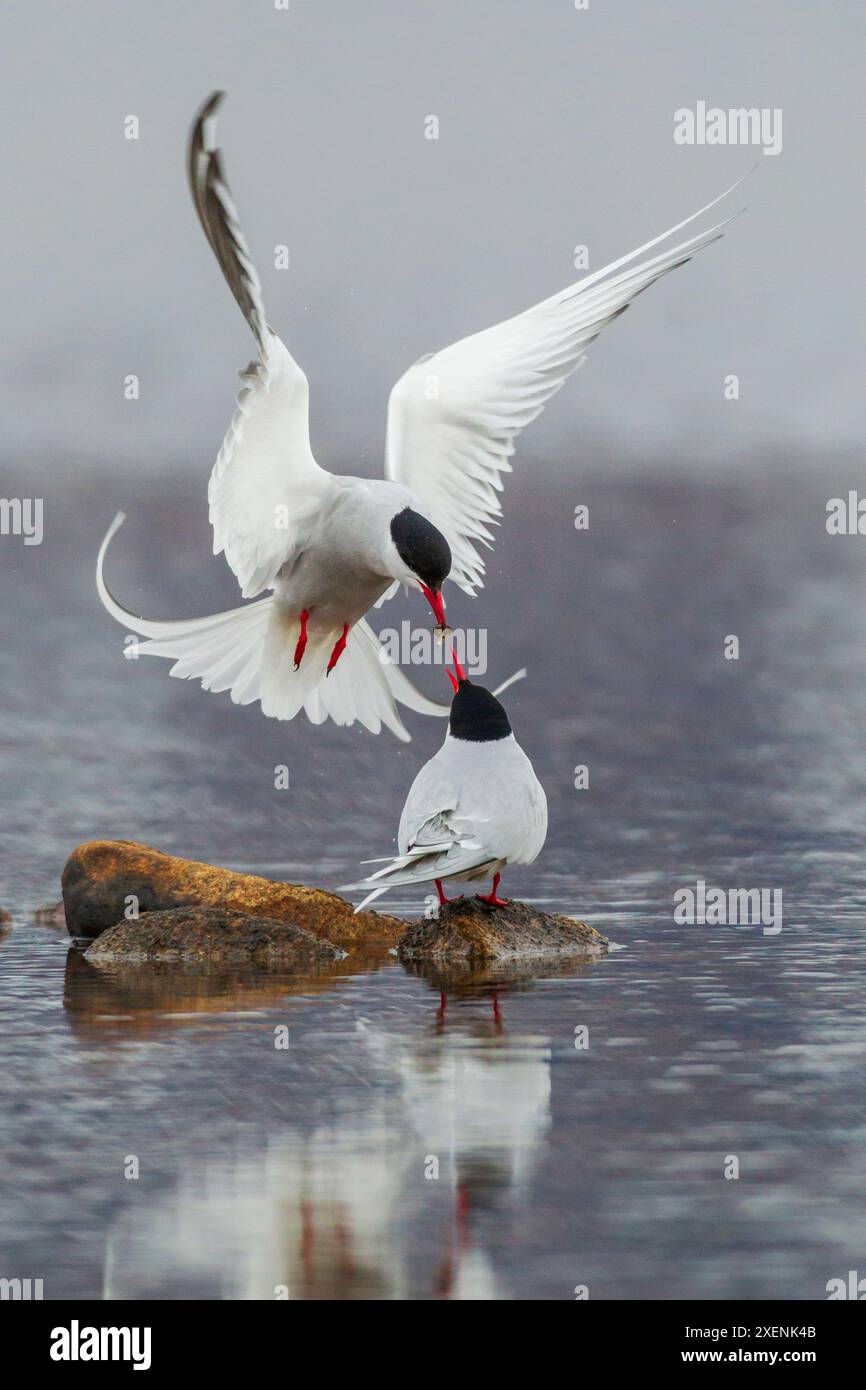Arctic terns, courtship behavior male feeding potential mate, Alaska ...