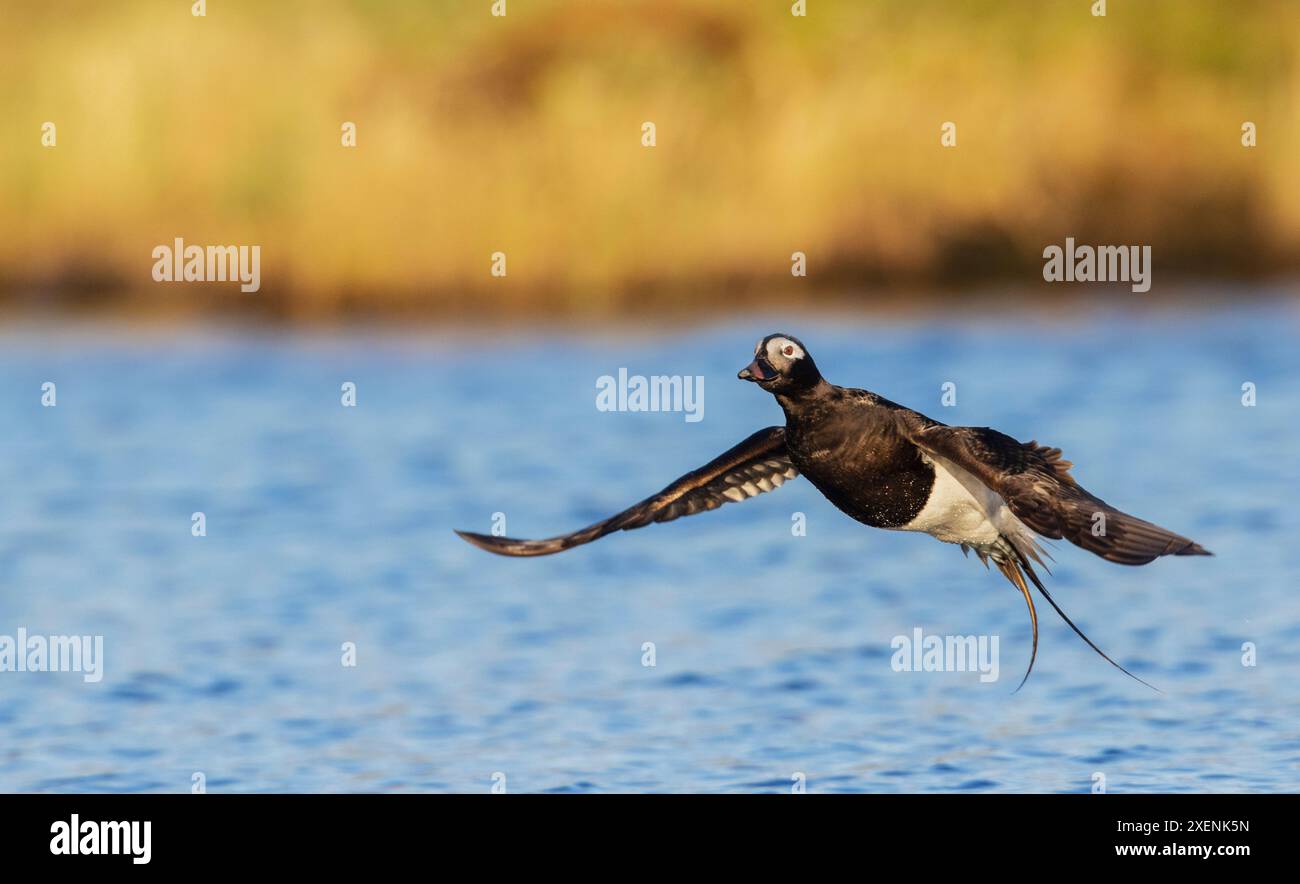 Long-tailed duck alighting, in a pond of the arctic tundra. Seward ...