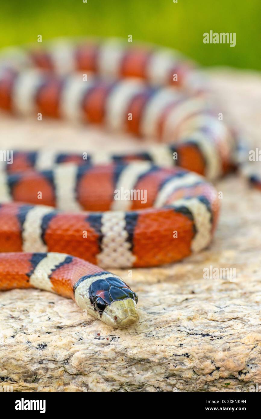 USA, Arizona. Captive Sonora mountain kingsnake. ©Cathy & Gordon Illg ...